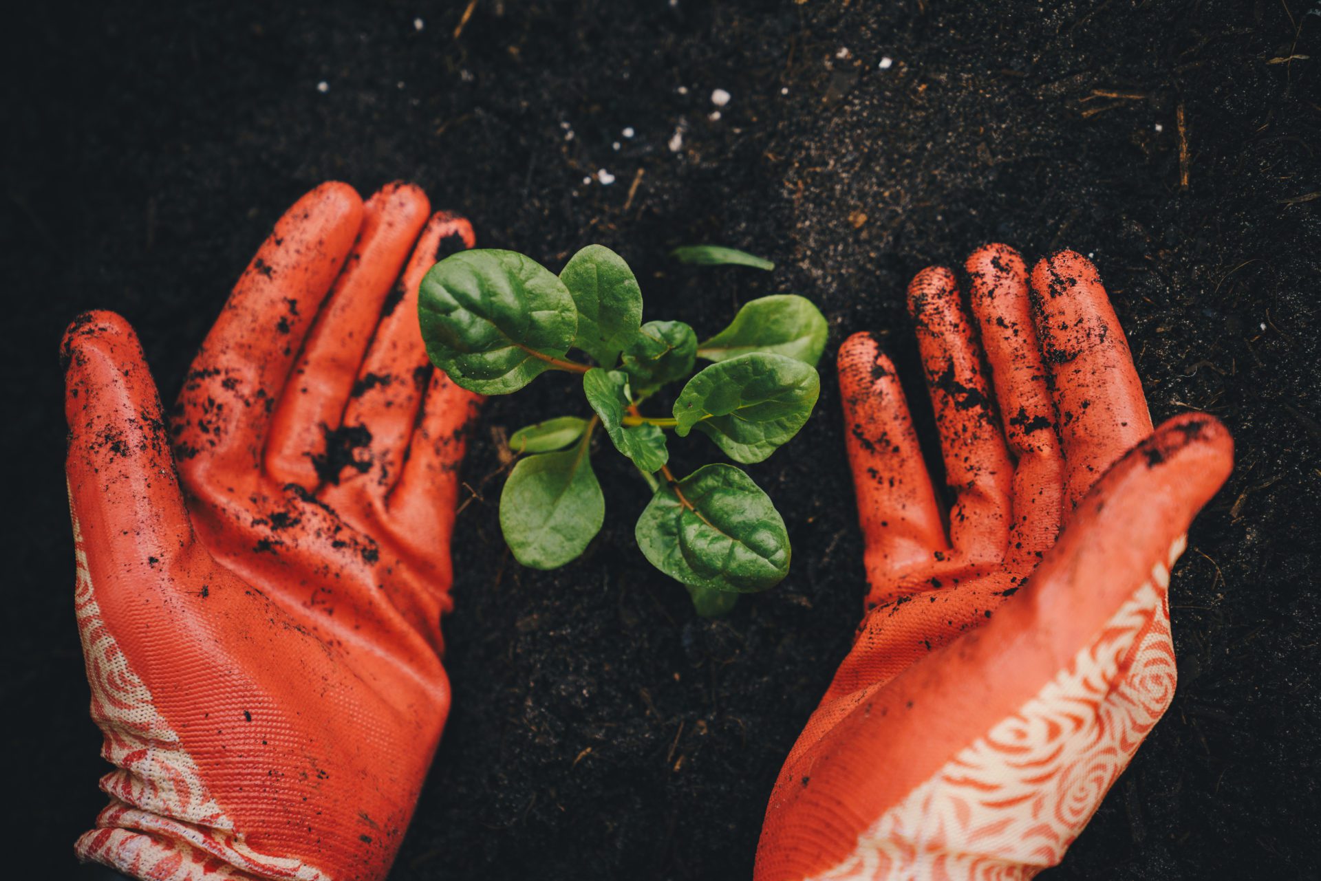 What is IDEAS For Us? - IDEAS For Us