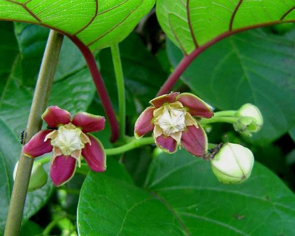 Medicinal Plants in Ghana - IDEAS For Us