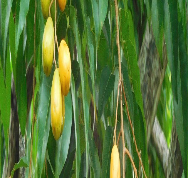 Medicinal Plants in Ghana - IDEAS For Us