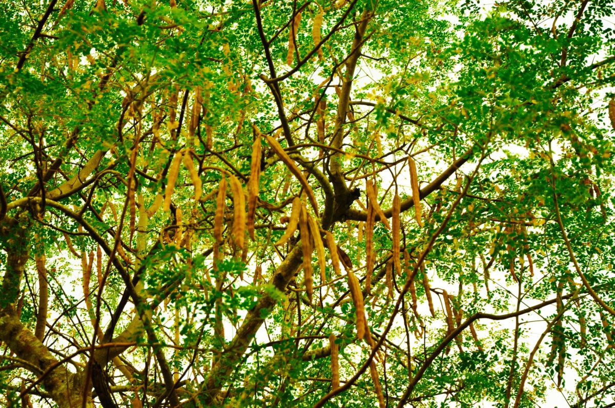 Medicinal Plants in Ghana - IDEAS For Us