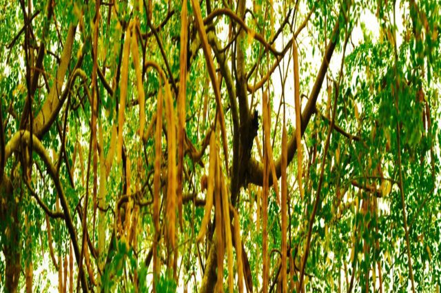 Medicinal Plants in Ghana - IDEAS For Us