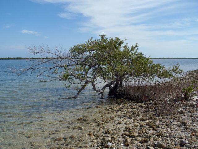 Indian River Lagoon spoil island - DEP Staff - black mangrove - IDEAS ...