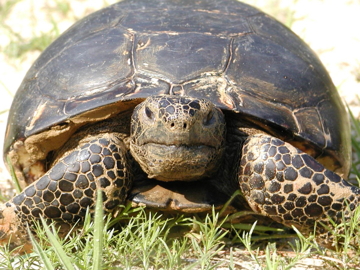 The Glory of The Gopher Tortoise - IDEAS For Us