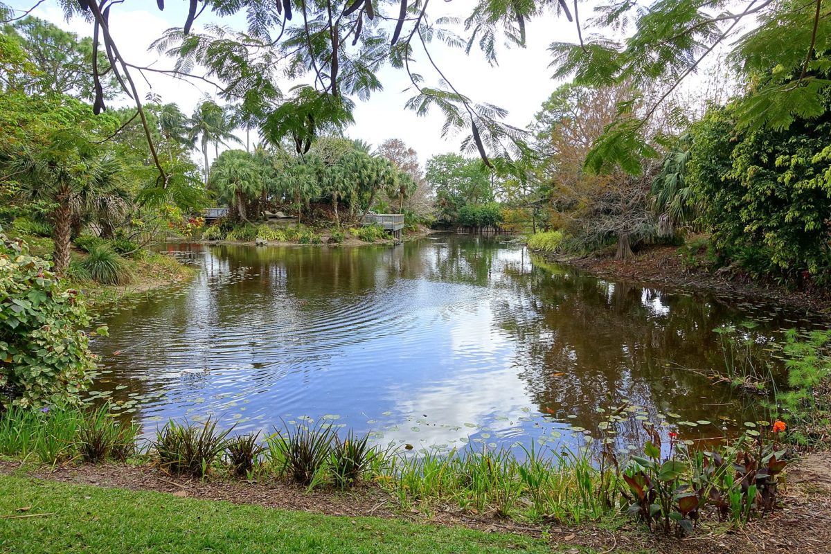 Toxic Algae in Your Florida Pond: How to Stop It - IDEAS For Us