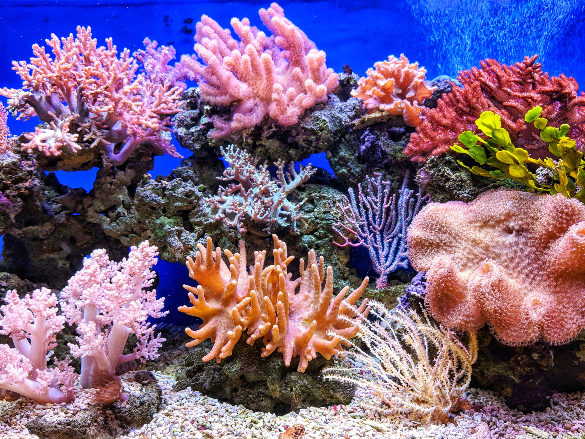 Coral Bleaching: Why It's An Issue and Ways to Stop It - IDEAS For Us