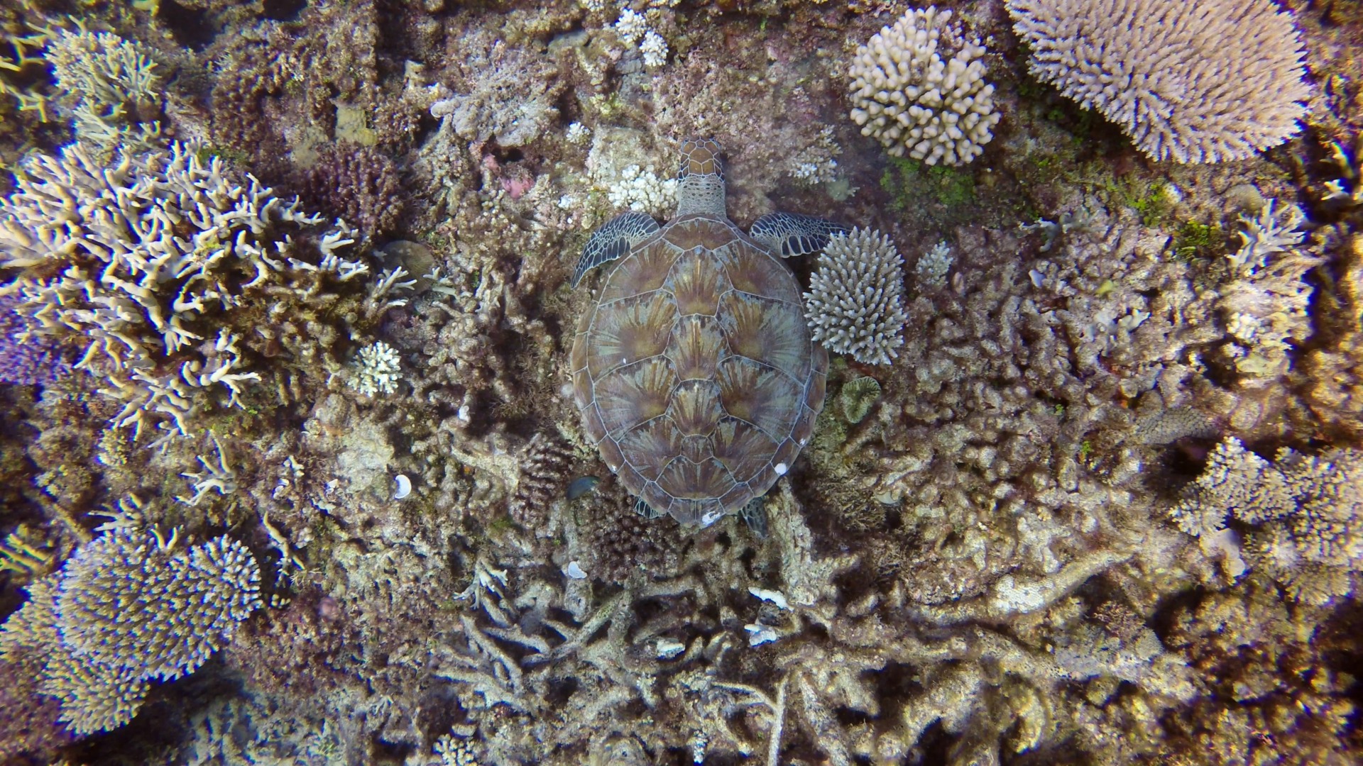 Coral Bleaching: Why It's An Issue and Ways to Stop It - IDEAS For Us