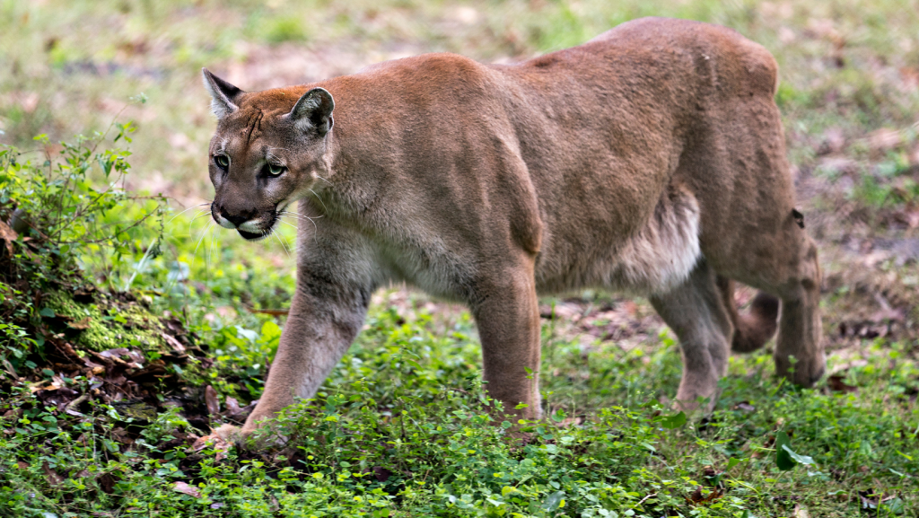 The Florida Panther: FL Native Animal Series - IDEAS For Us