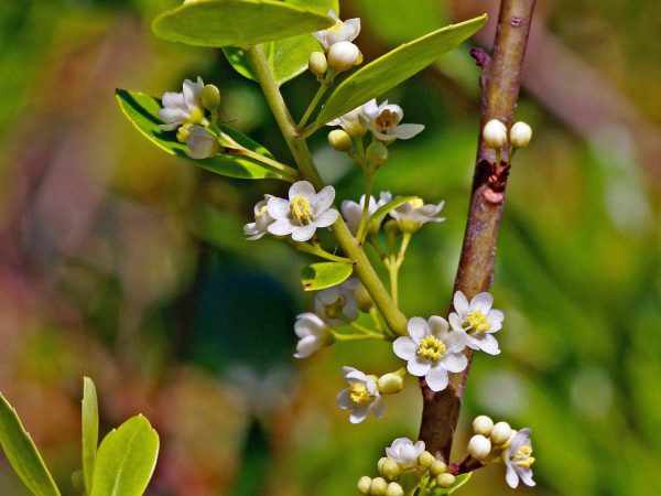 Gallberry: A Native Plant Guide - IDEAS For Us